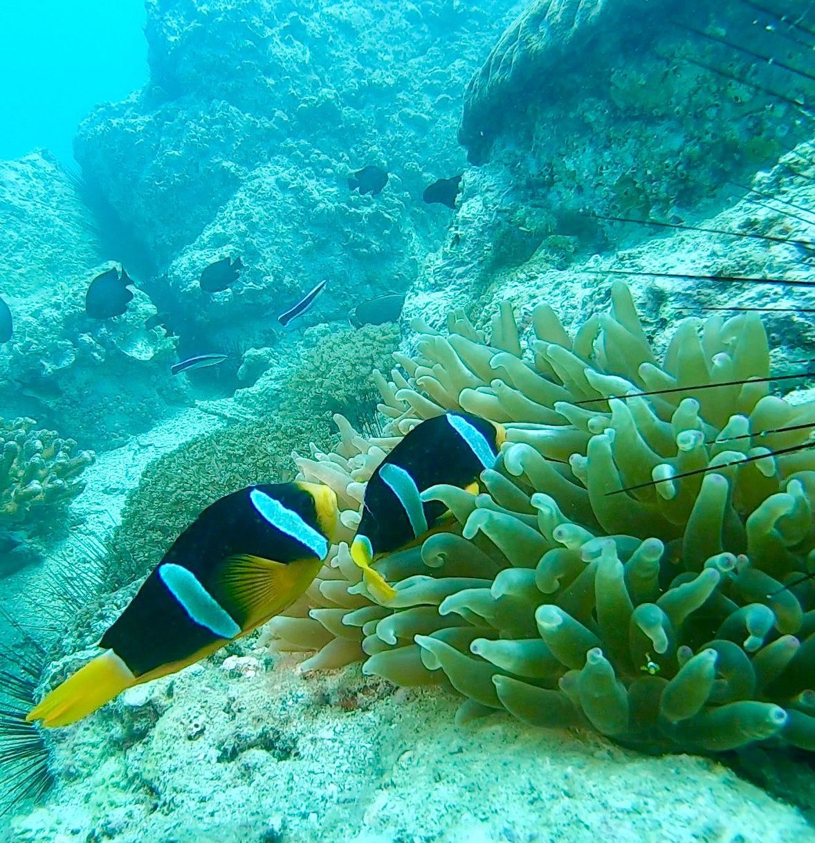 Diving in UAE – Scubafun